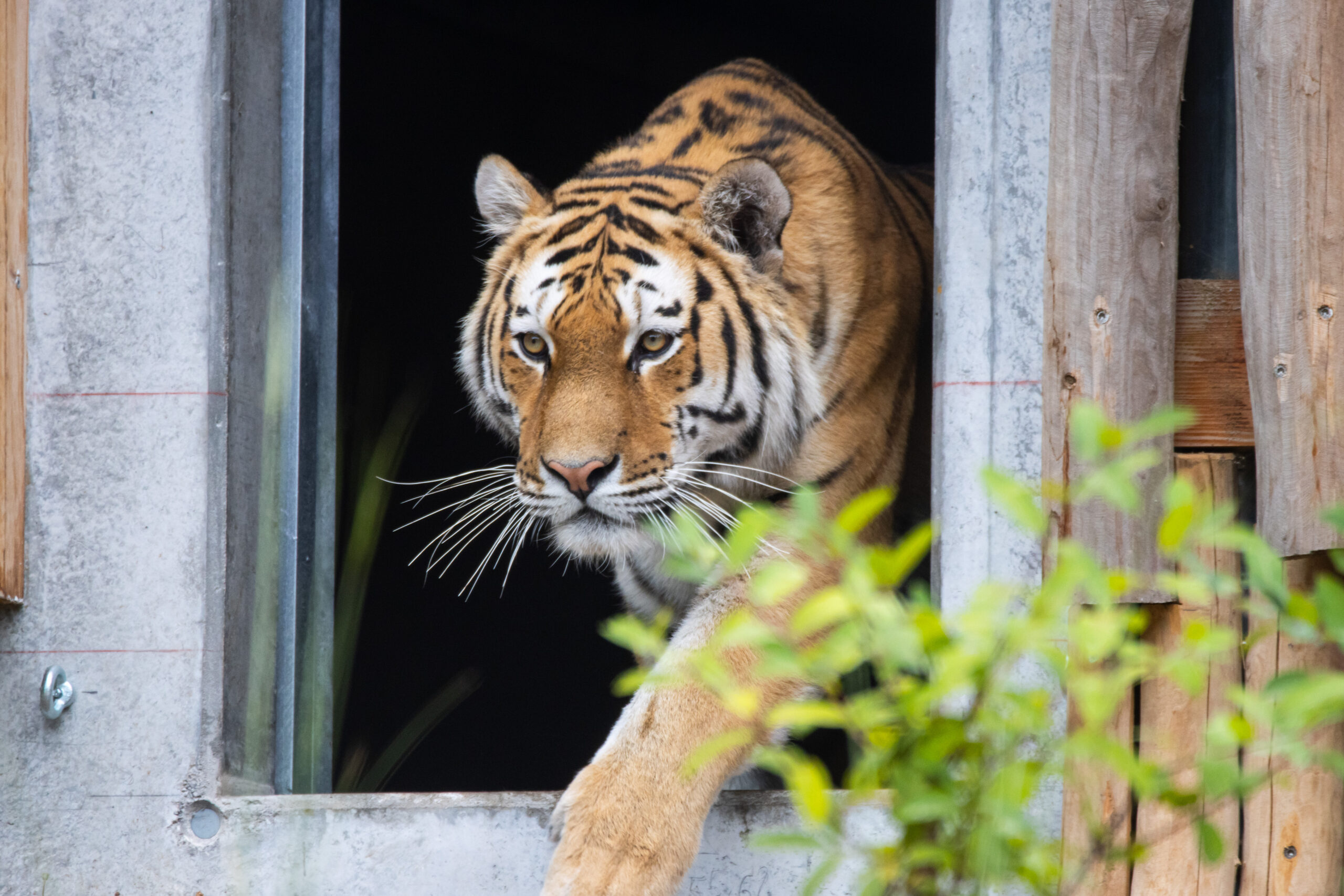 Wilhelma eröffnet neue Tigeranlage - Wirtschaftskraft